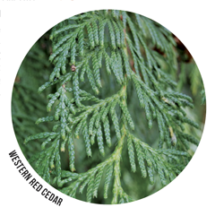 Canada's provincial trees - Landscape Ontario