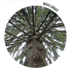 Canada's provincial trees - Landscape Ontario