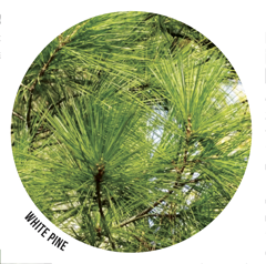 Canada's provincial trees - Landscape Ontario