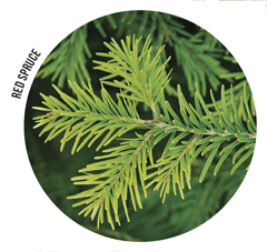 Canada's provincial trees - Landscape Ontario