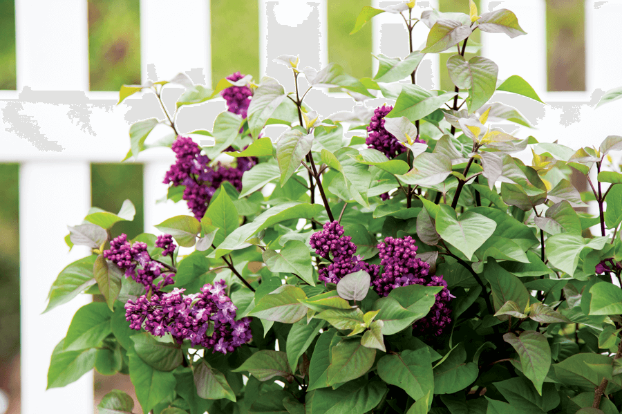 New woody plants for 2018 - Landscape Ontario