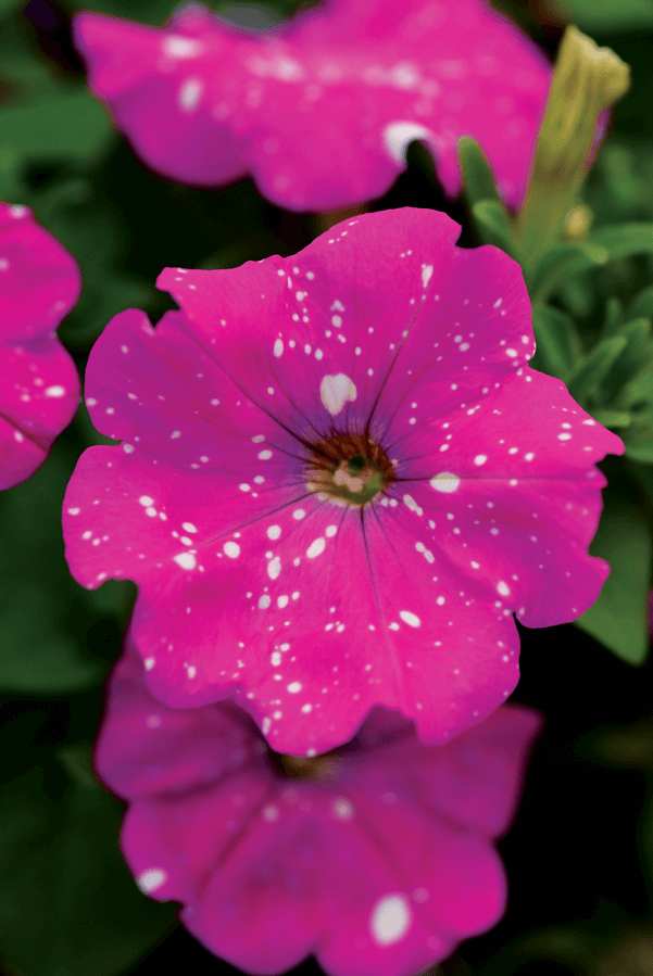 New annuals for 2018 - Landscape Ontario