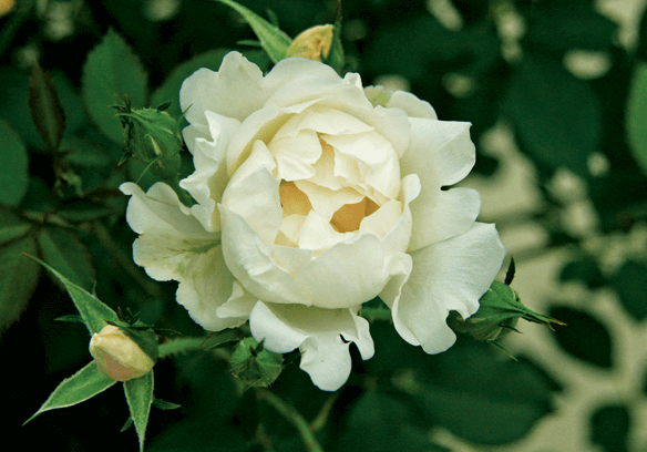 New roses for 2018 - Landscape Ontario