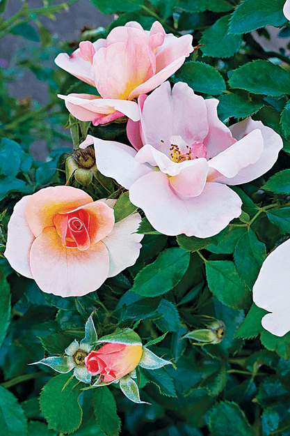 New roses 2019 - Landscape Ontario