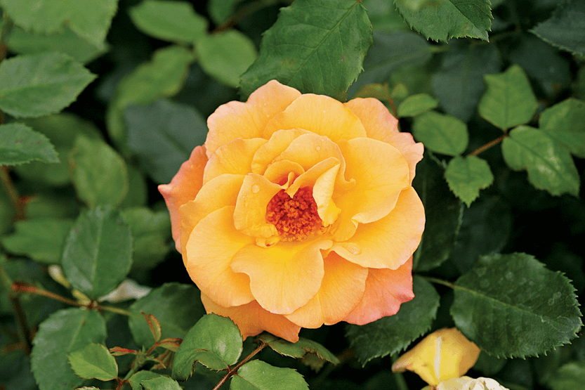 New roses 2019 - Landscape Ontario