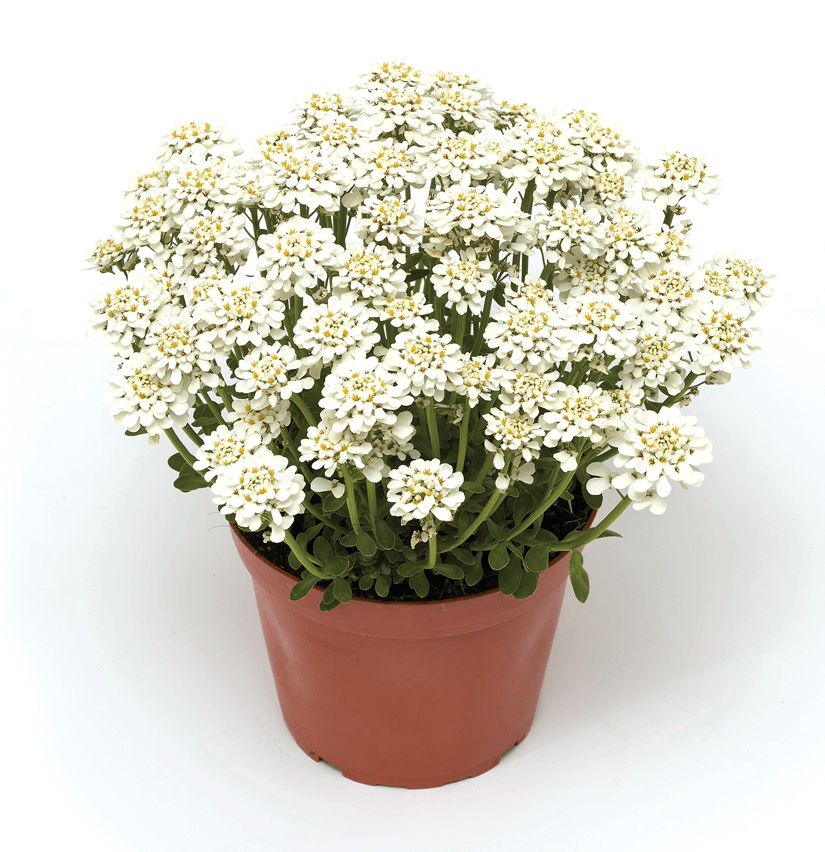 New perennials for Spring 2020 - Landscape Ontario