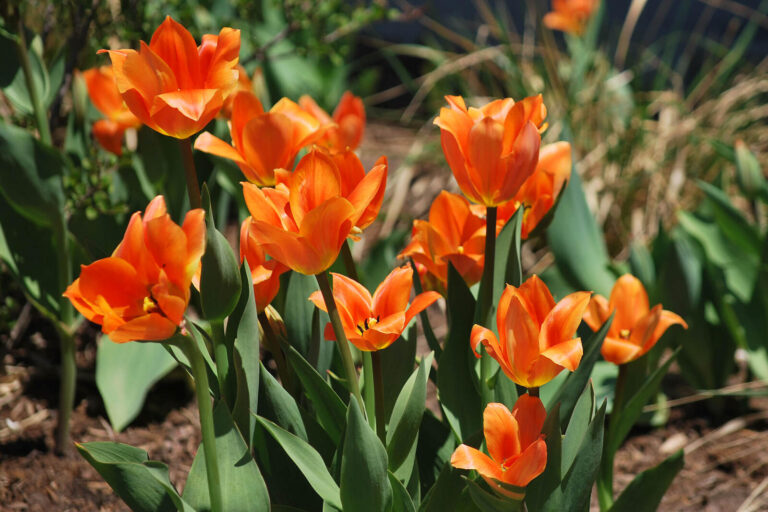 Ottawa Chapter tulip donation brightens Barrhaven Legion – Landscape ...